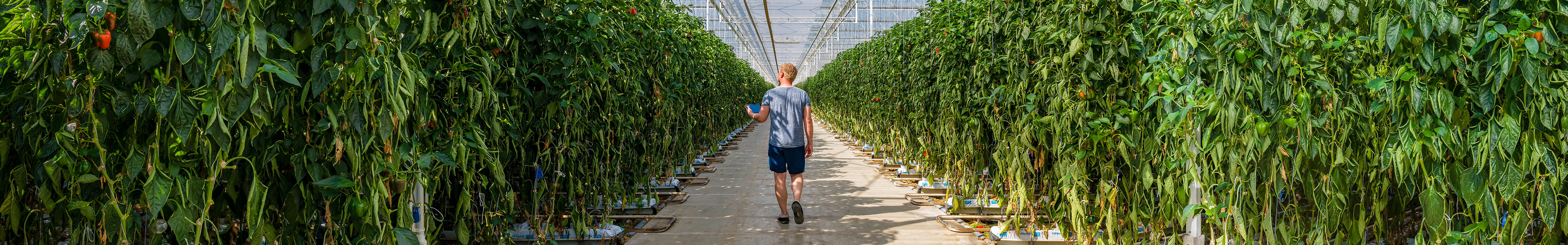 5 digital horticulture practices to bring into 2020 - 30MHz30MHz