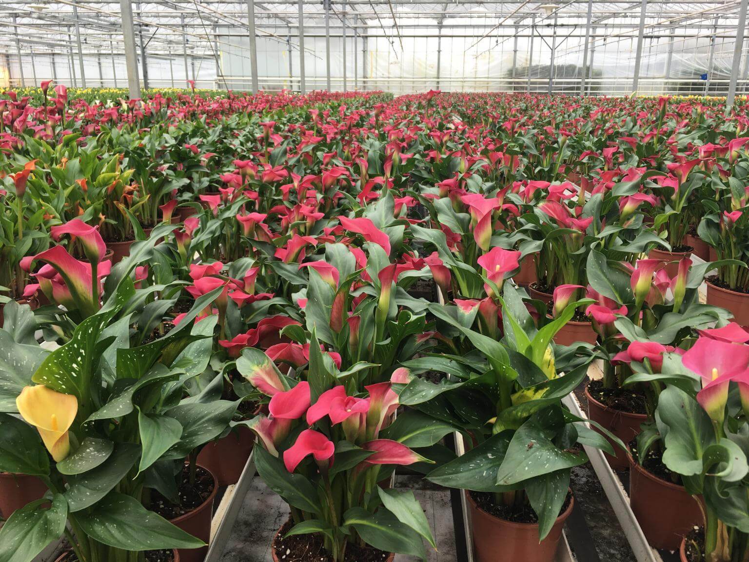 How a flower grower uses data to improve the cultivation process ...